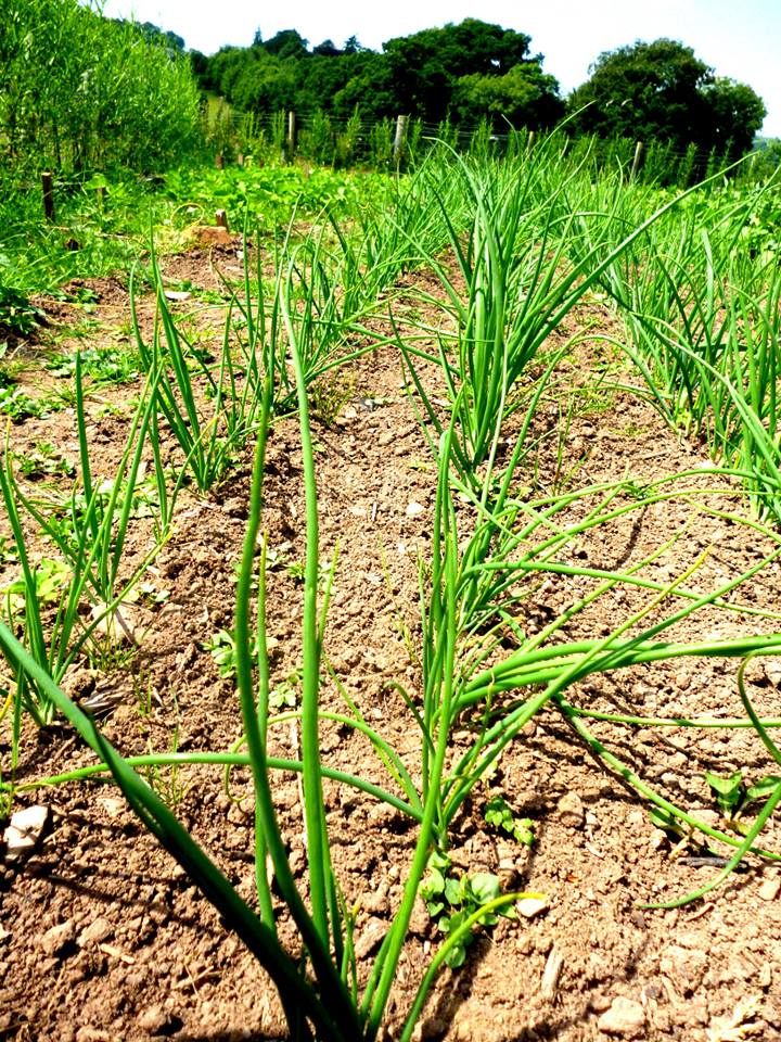 spring onion - Kilnford Farm Shop